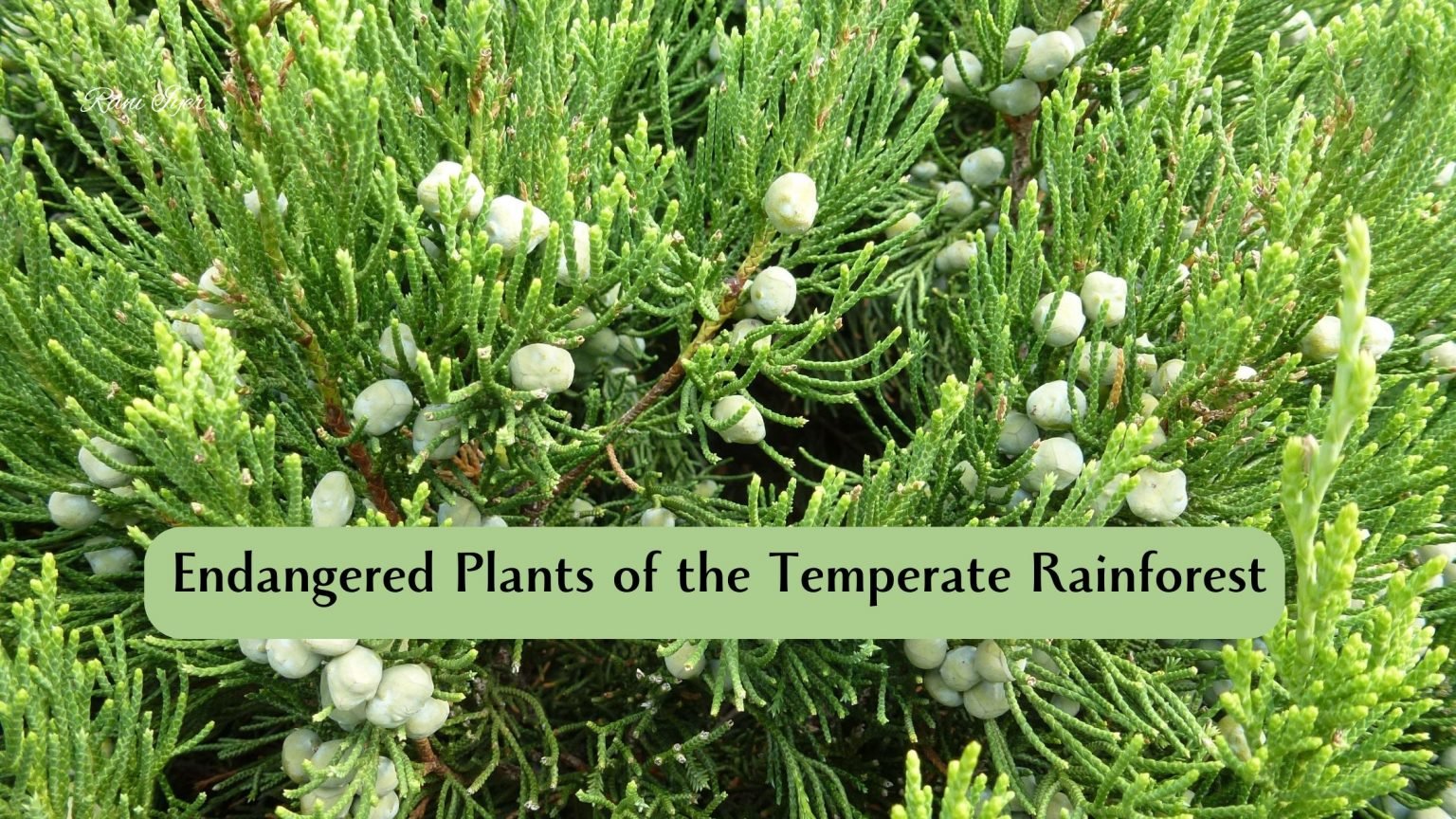 Discover the Hidden Treasures: Endangered Plants of the Temperate ...